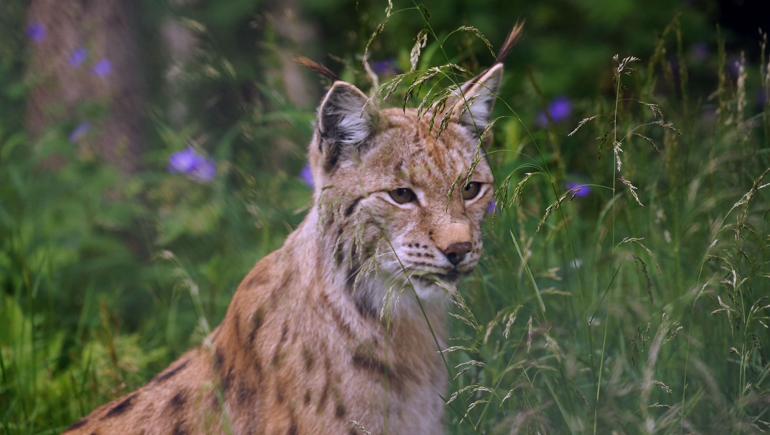 Interview about the Balkan Lynx expedition - Nikena Eco Adventures ...